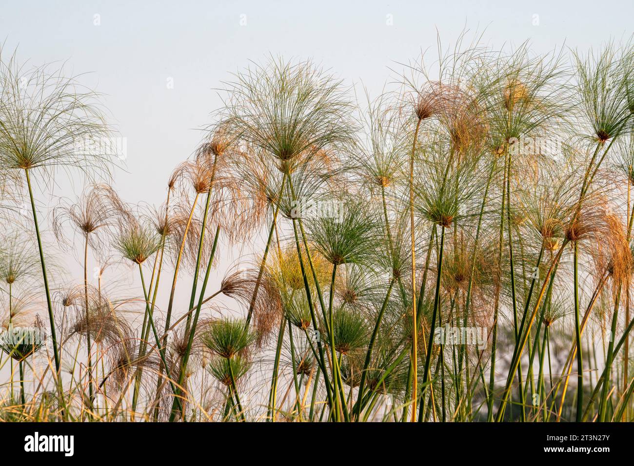 Delta sp -Fotos und -Bildmaterial in hoher Auflösung – Alamy