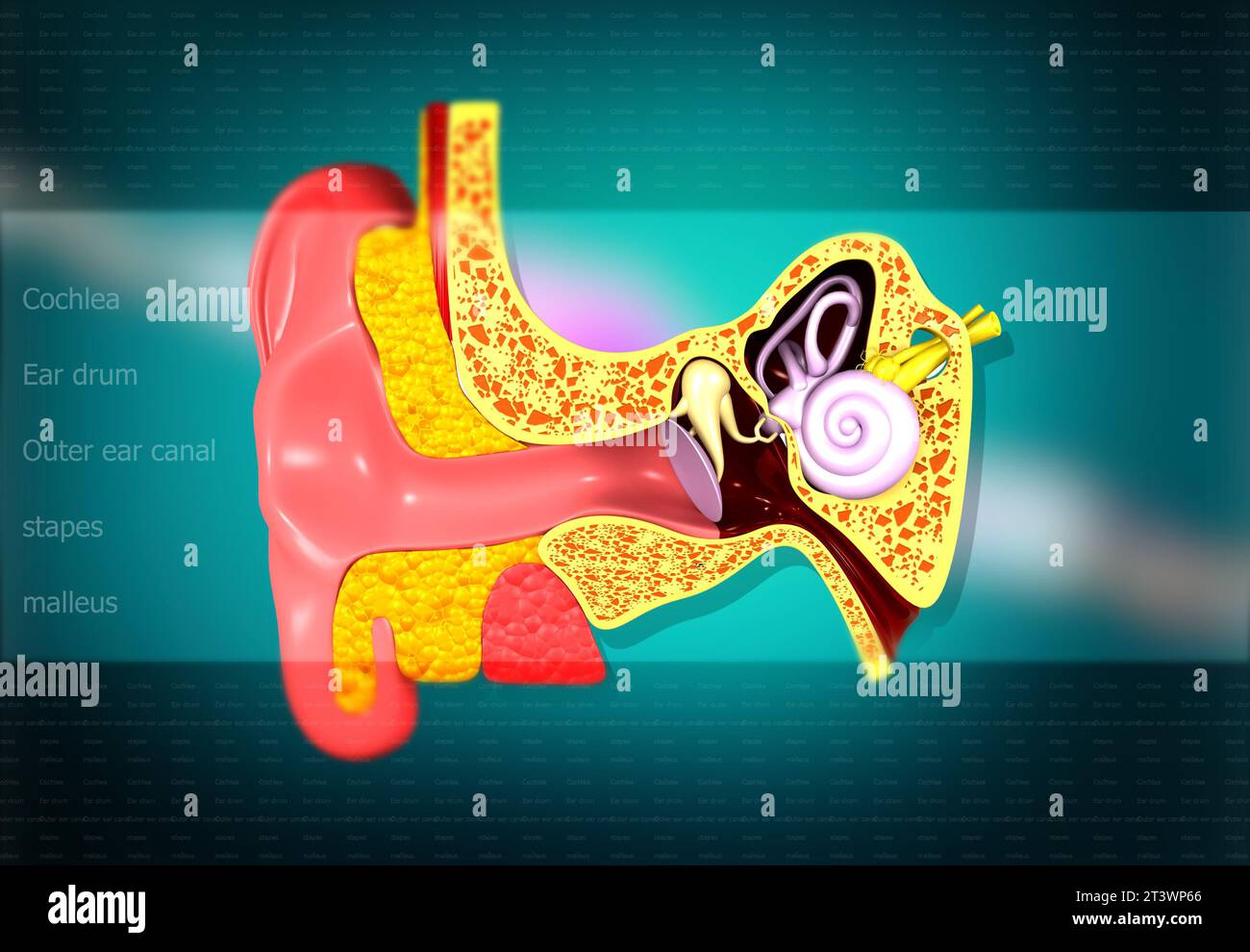 Anatomie des Ohres. Querschnitt des inneren Ohres. 3D-Abbildung ...