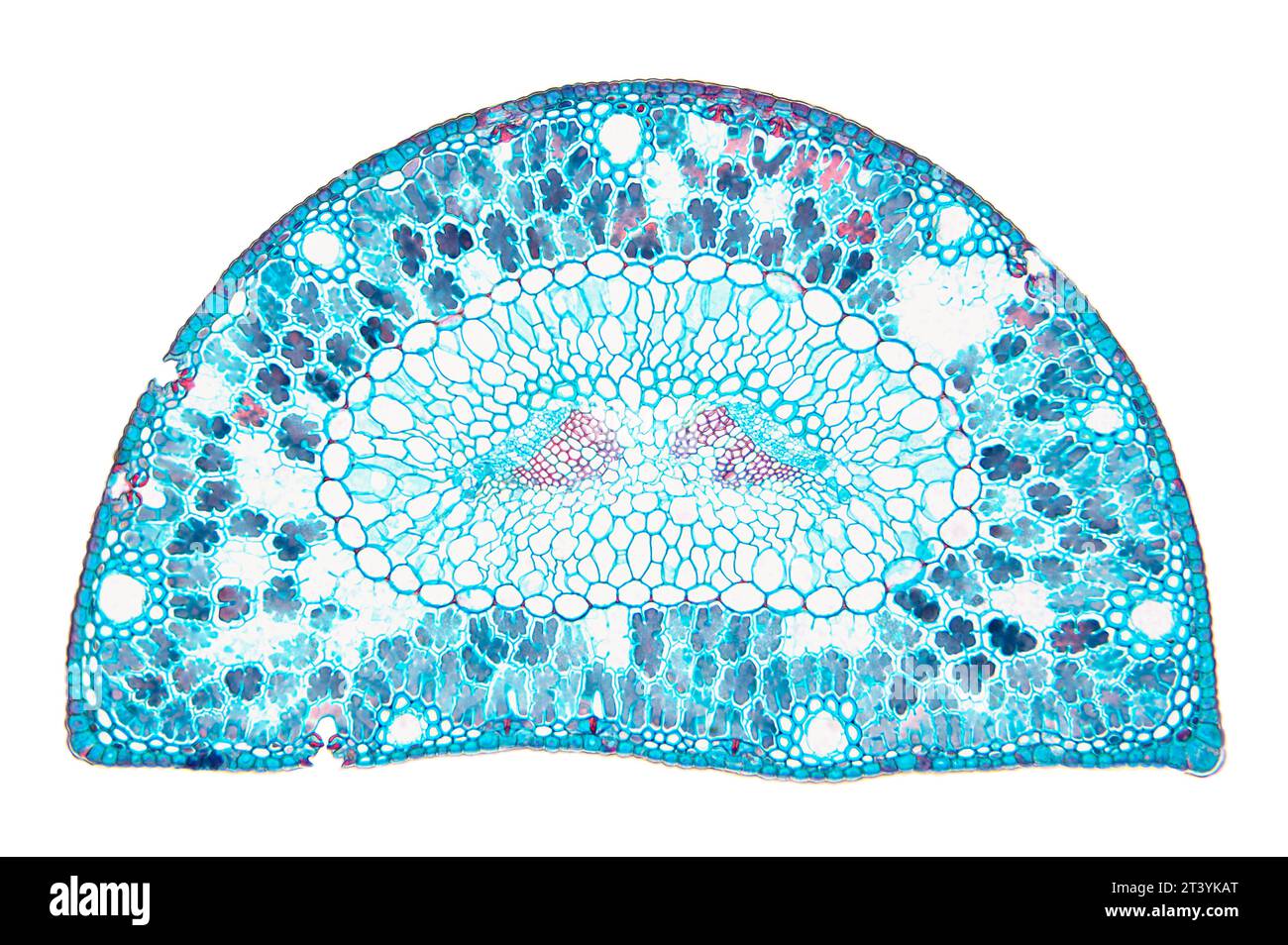 Kiefernblatt, Querschnitt, 20-facher Lichtmikrograph. Kiefernnadel ...