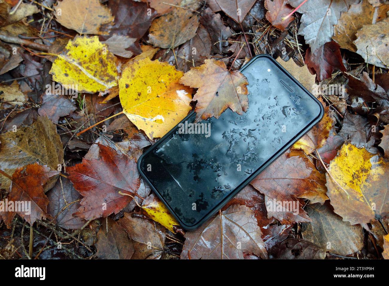 Lost in the woods -Fotos und -Bildmaterial in hoher Auflösung – Alamy