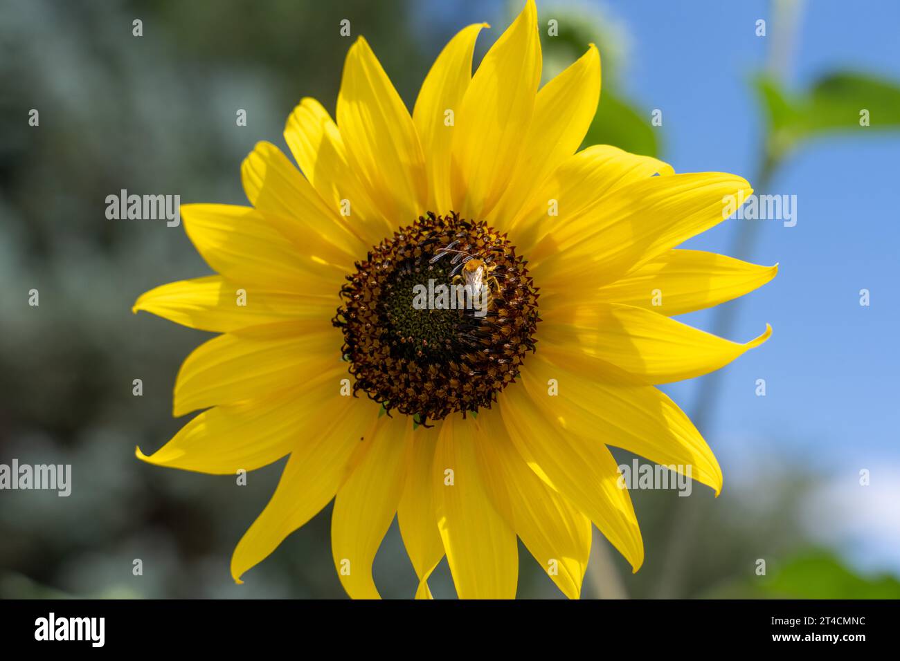 Eine zweifleckige Miner Bee, Andrena Accepta, sammelt Pollen auf einer ...