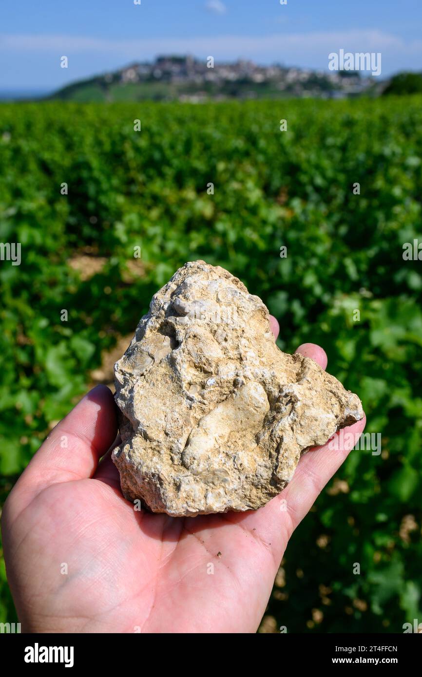 Beispiel für Caillottes Kimmerdigin Kalkstein mit Austernspuren auf ...