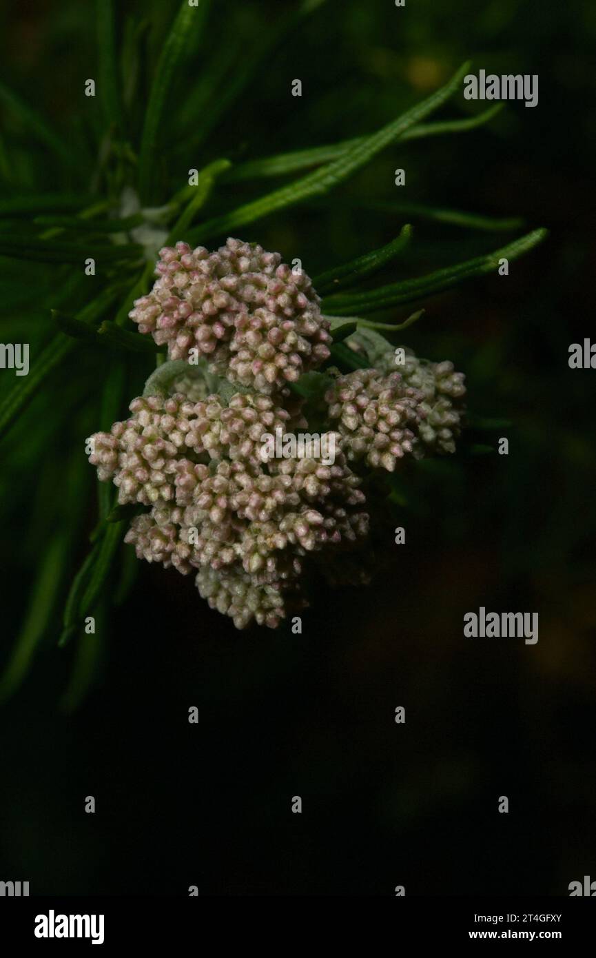 Cassinia longifolia -Fotos und -Bildmaterial in hoher Auflösung – Alamy