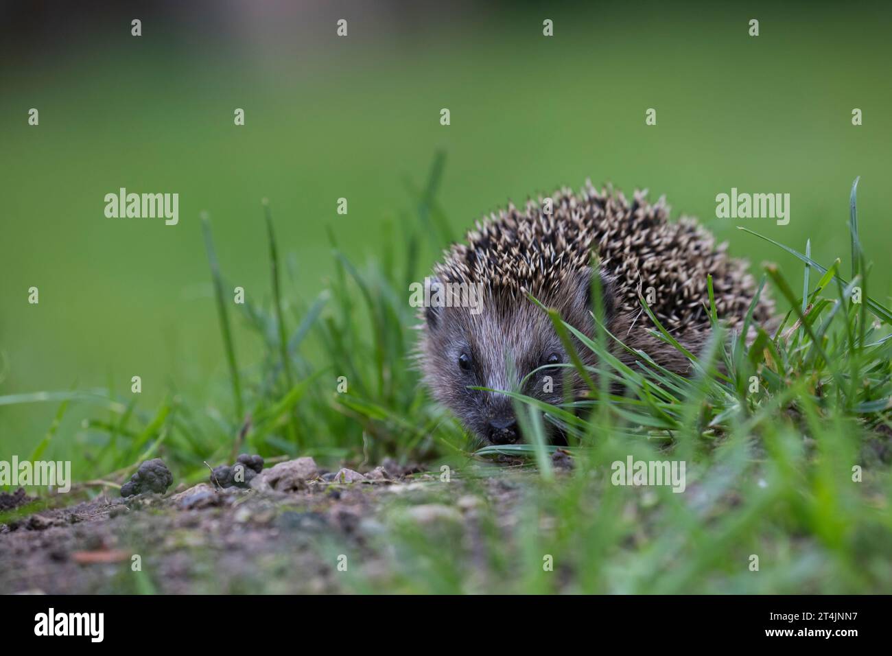 Igel, Europäischer Igel, Westigel, Braunbrustigel, West-Igel ...