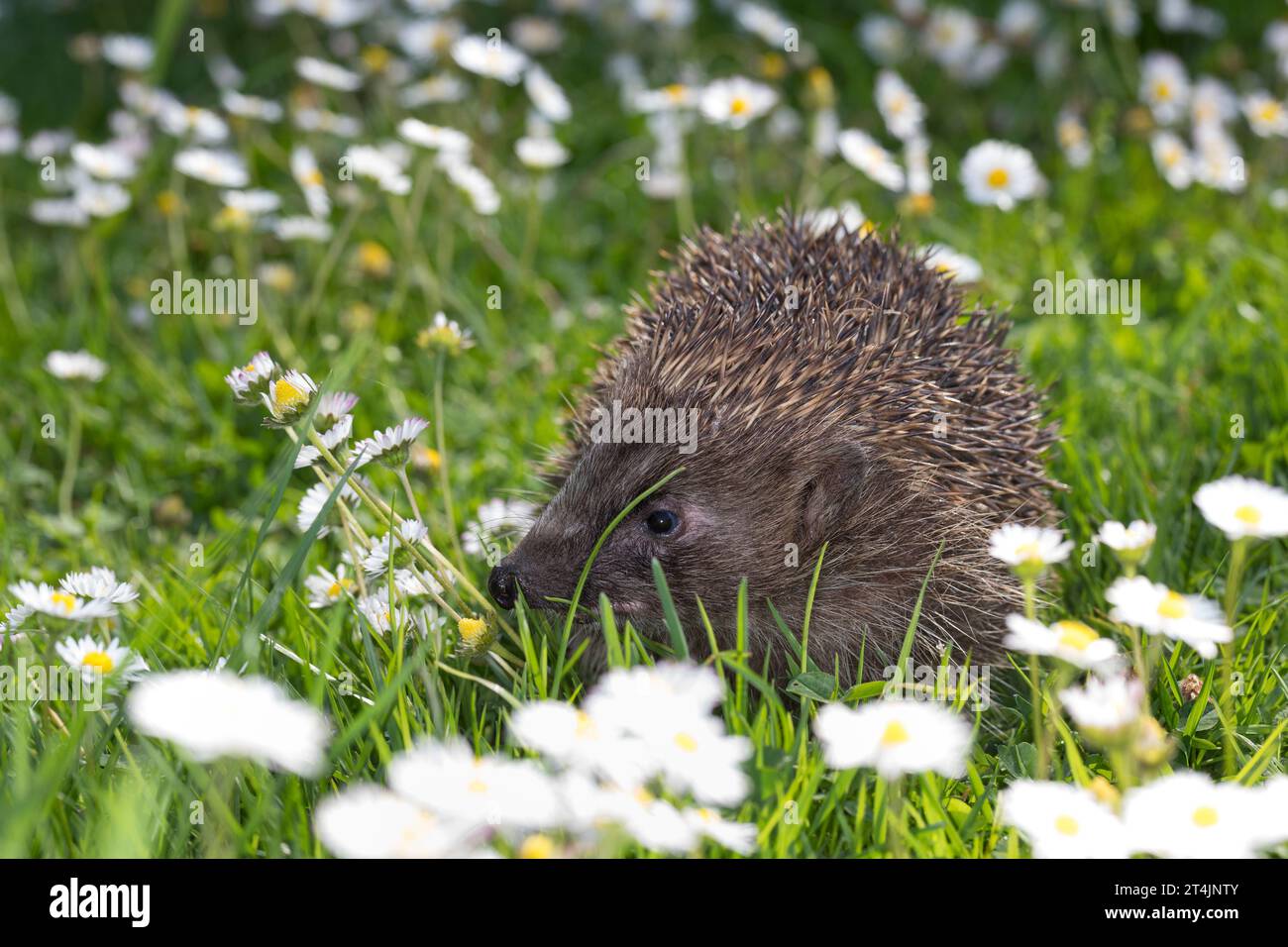 Igel, Europäischer Igel, Westigel, Braunbrustigel, West-Igel ...