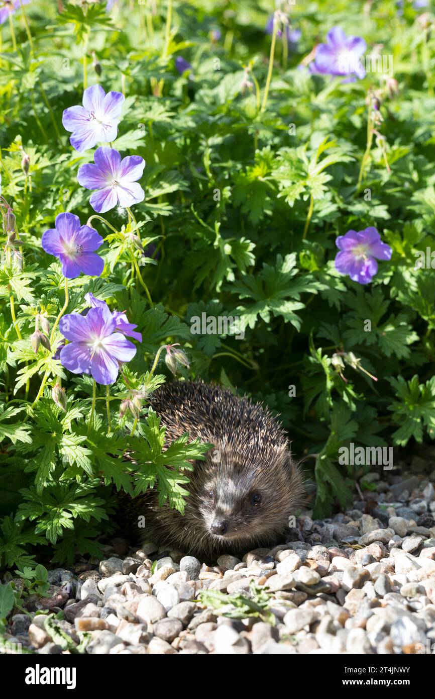 Igel, Europäischer Igel, Westigel, Braunbrustigel, West-Igel ...