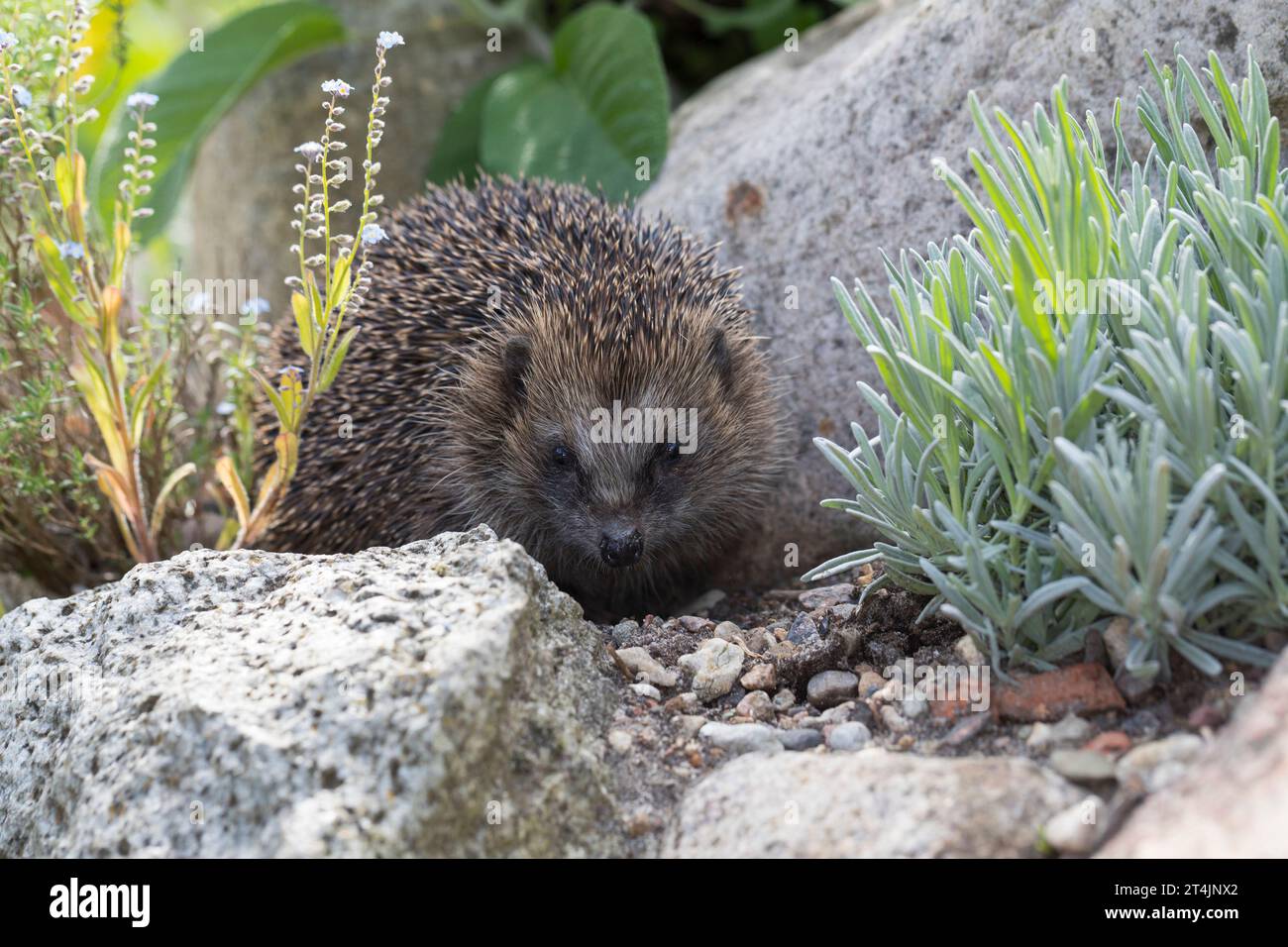 Igel, Europäischer Igel, Westigel, Braunbrustigel, West-Igel ...