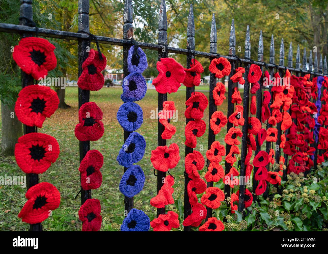 Marlow mohn display gruppe -Fotos und -Bildmaterial in hoher Auflösung ...