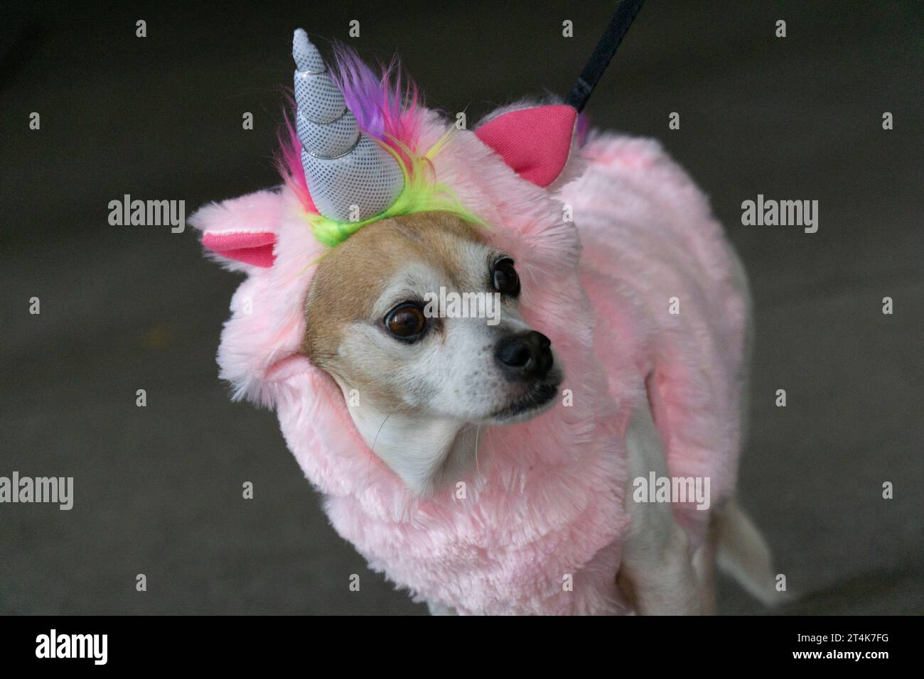 Als einhorn verkleidet -Fotos und -Bildmaterial in hoher Auflösung – Alamy