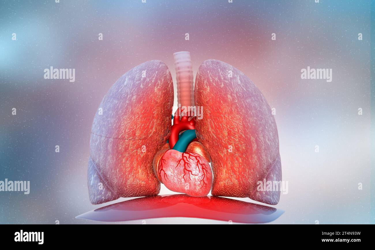 Menschliches atemsystem -Fotos und -Bildmaterial in hoher Auflösung – Alamy