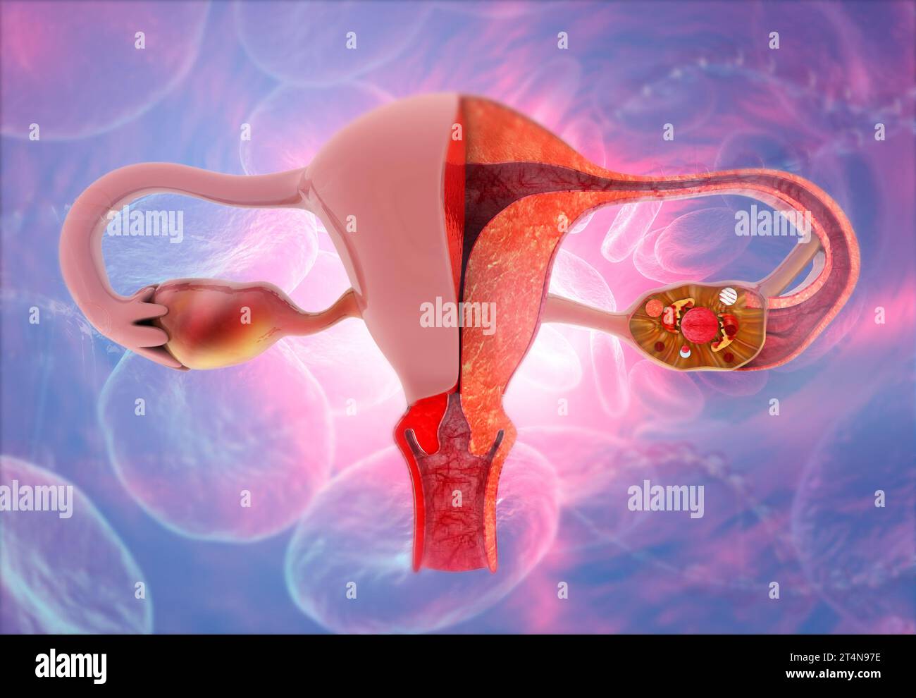 Menschliche Anatomie weibliches Reproduktionssystem. Uterusanatomie. 3D ...
