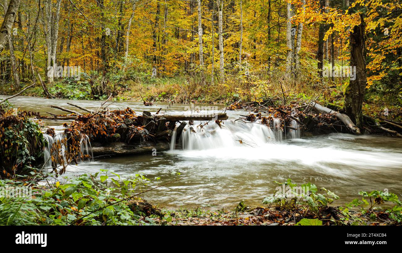 Der Wald zusammen mit einem Wasserfall in der Herbstsaison mit einem ...
