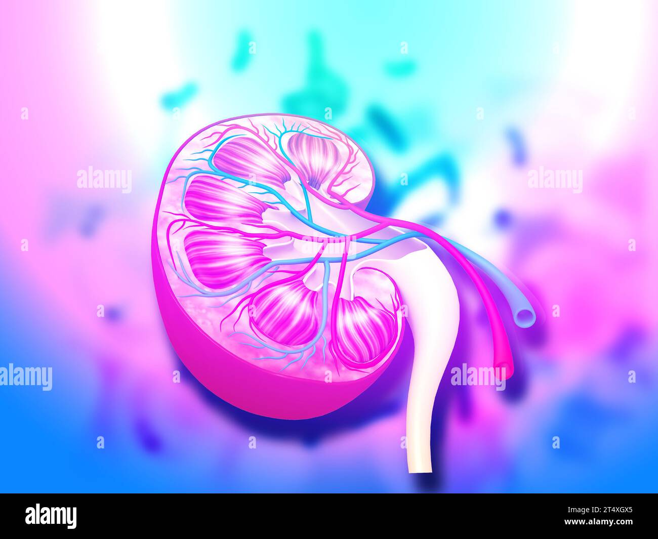 Biología de la anatomía del órgano arteria renal -Fotos und ...