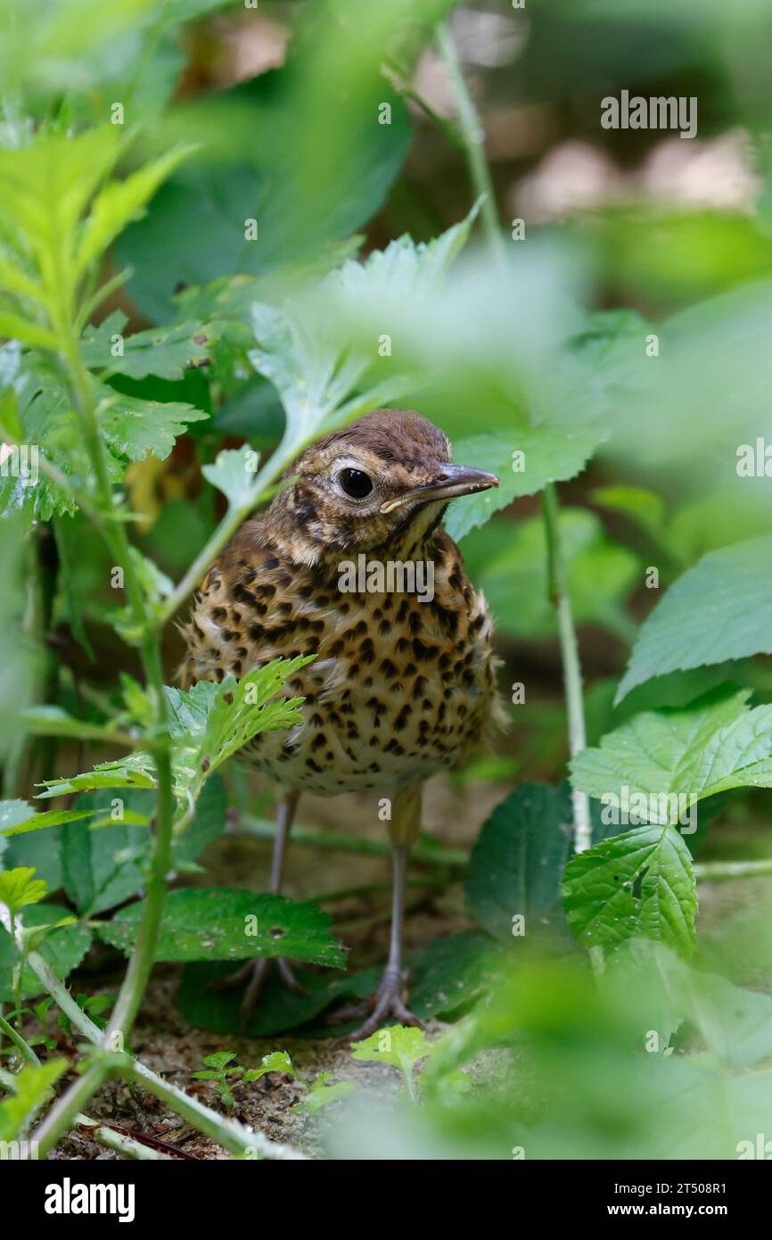 Singge la -Fotos und -Bildmaterial in hoher Auflösung – Alamy