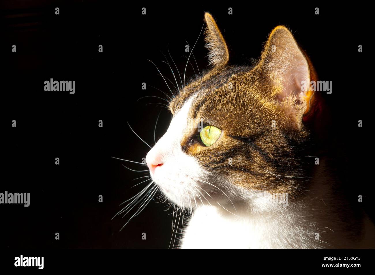 Profil des tieres -Fotos und -Bildmaterial in hoher Auflösung – Alamy