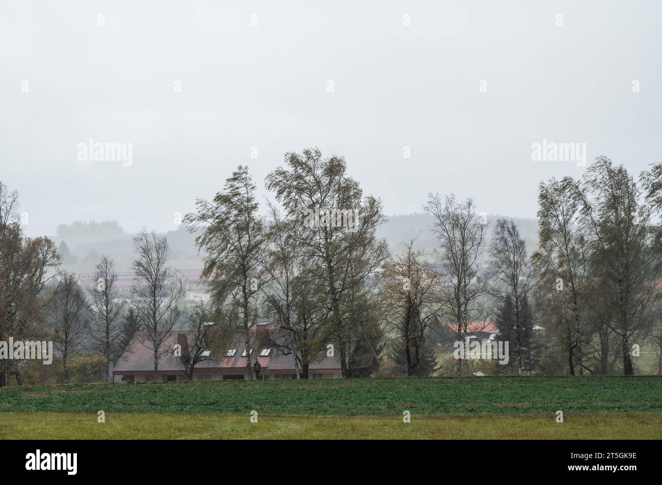 05. November 2023, Baden-Württemberg, Löffingen: Bäume wehen im Wind ...
