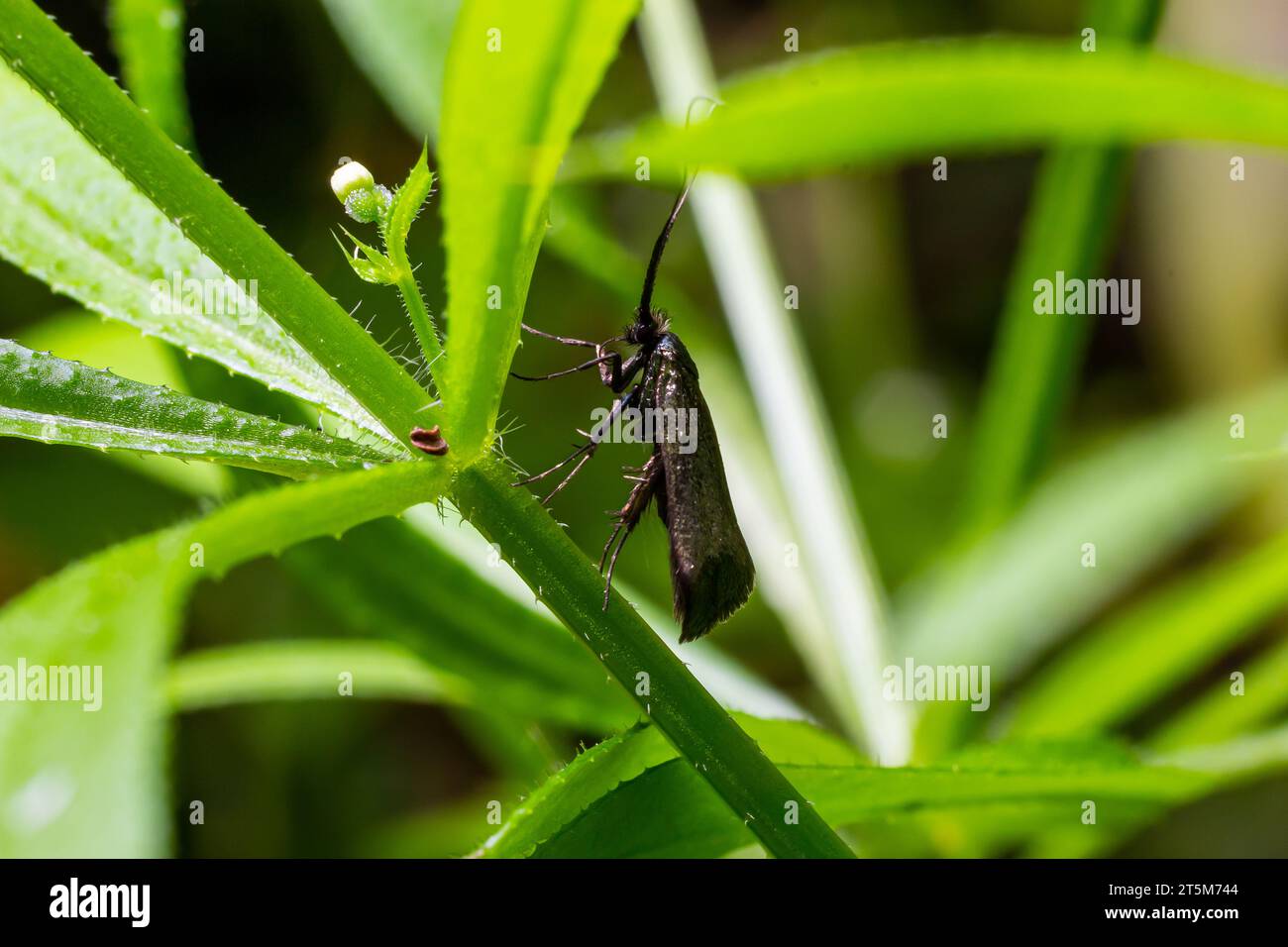 Motten insekt -Fotos und -Bildmaterial in hoher Auflösung – Alamy