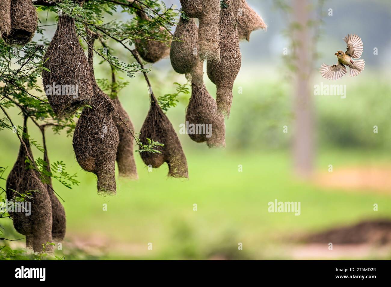 Nature bester weber -Fotos und -Bildmaterial in hoher Auflösung – Alamy