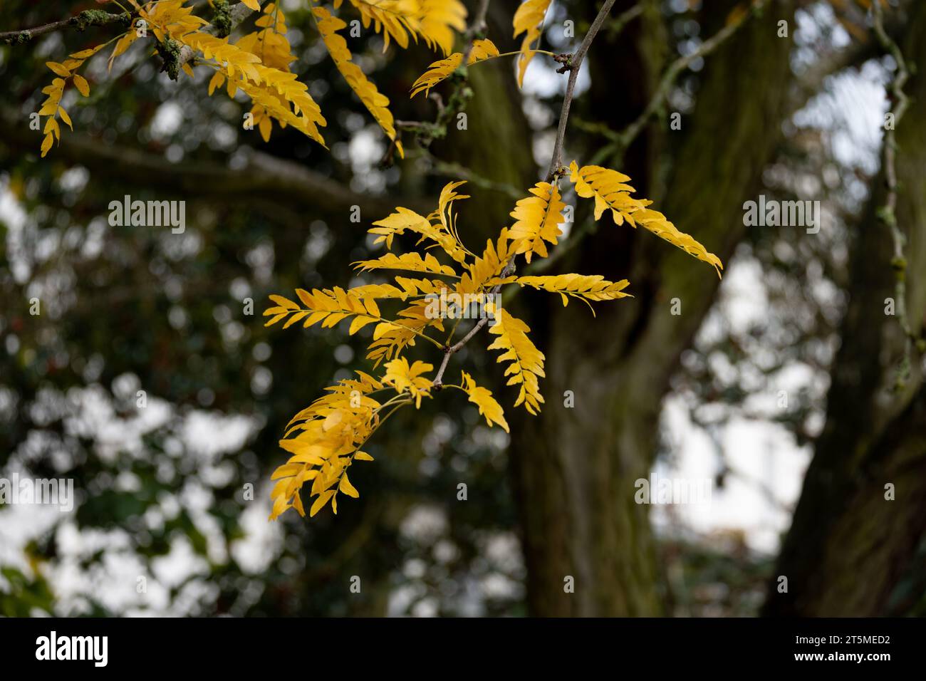 Gleditsia triacanthos laub -Fotos und -Bildmaterial in hoher Auflösung ...