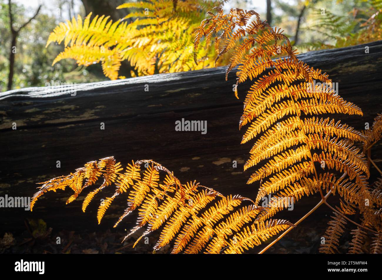 Farn neuer wald -Fotos und -Bildmaterial in hoher Auflösung – Alamy