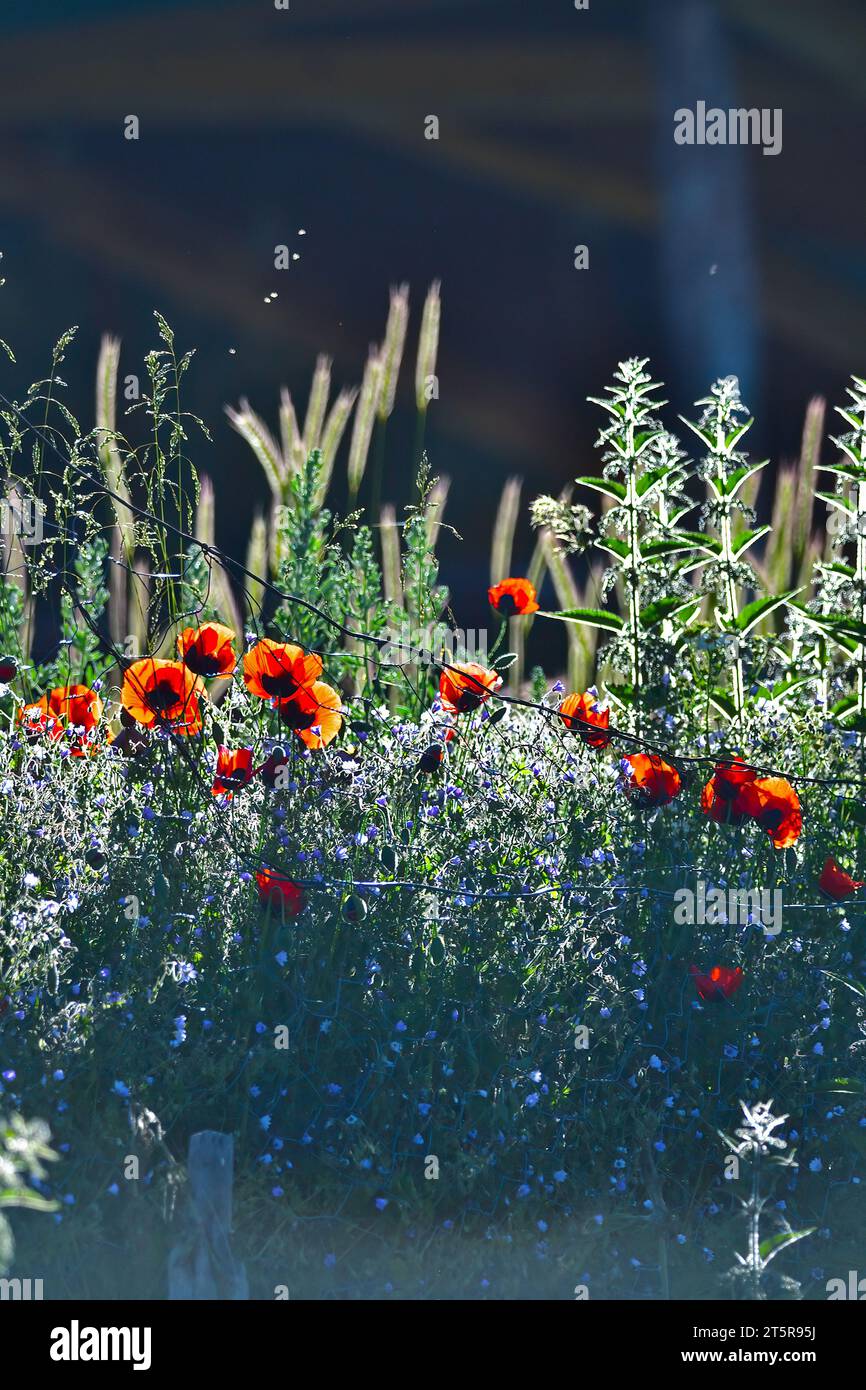 Rotes Mohnfeld in der Türkei. Papaver rhoeas oder Mohn, Rotmohn, ist ...