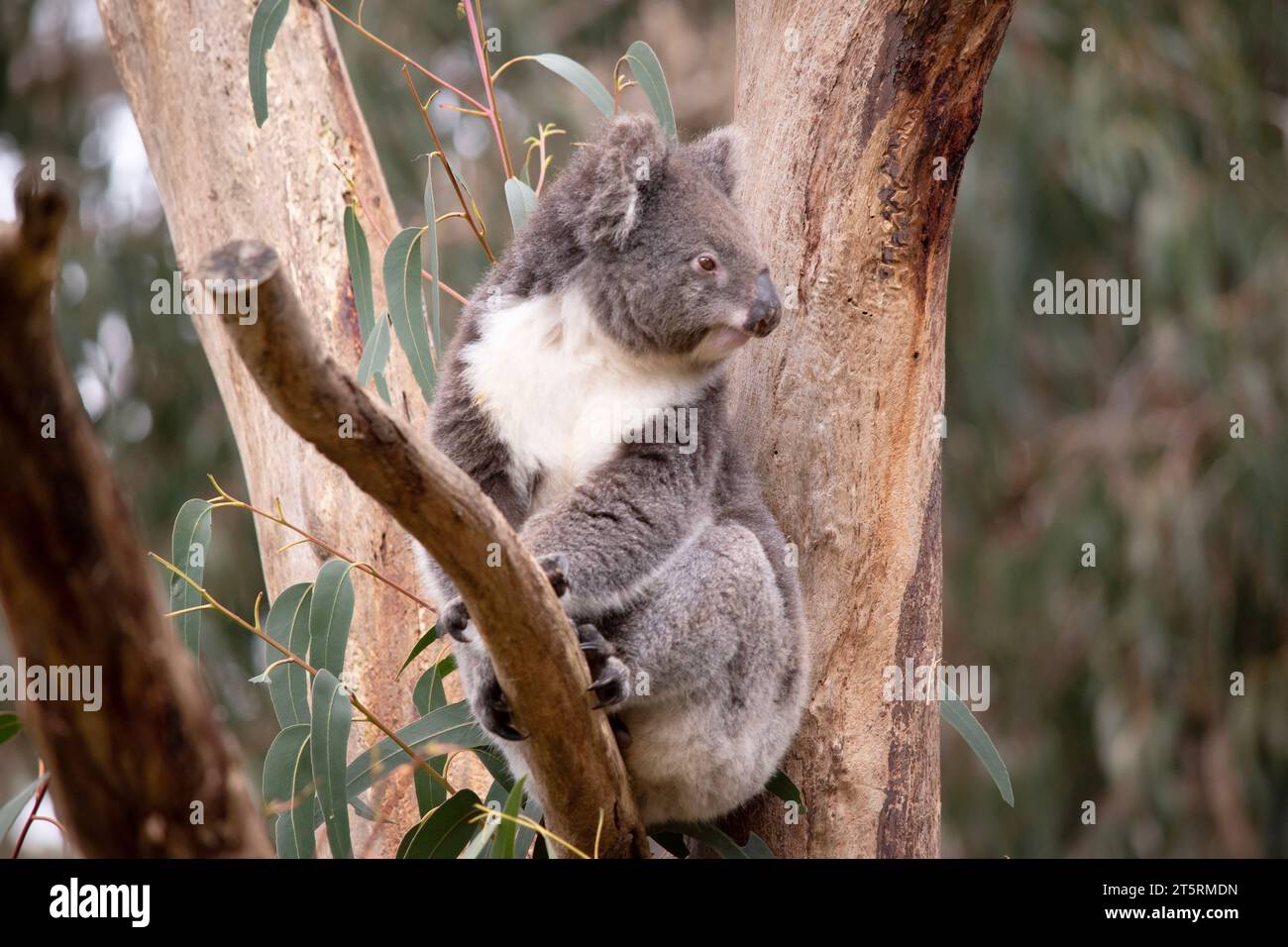 Der Koala hat einen großen runden Kopf, große pelzige Ohren und große ...