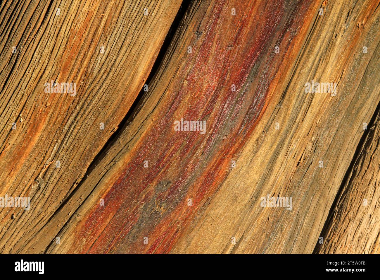 Esche holz textur -Fotos und -Bildmaterial in hoher Auflösung – Alamy