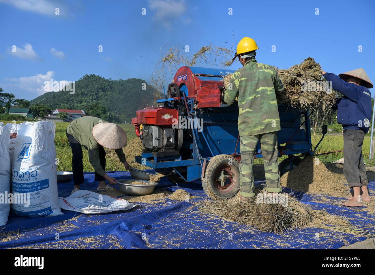 VIETNAM, Provinz Yen Bai, Cam Nhan, Landwirt dreschen Reis nach der ...
