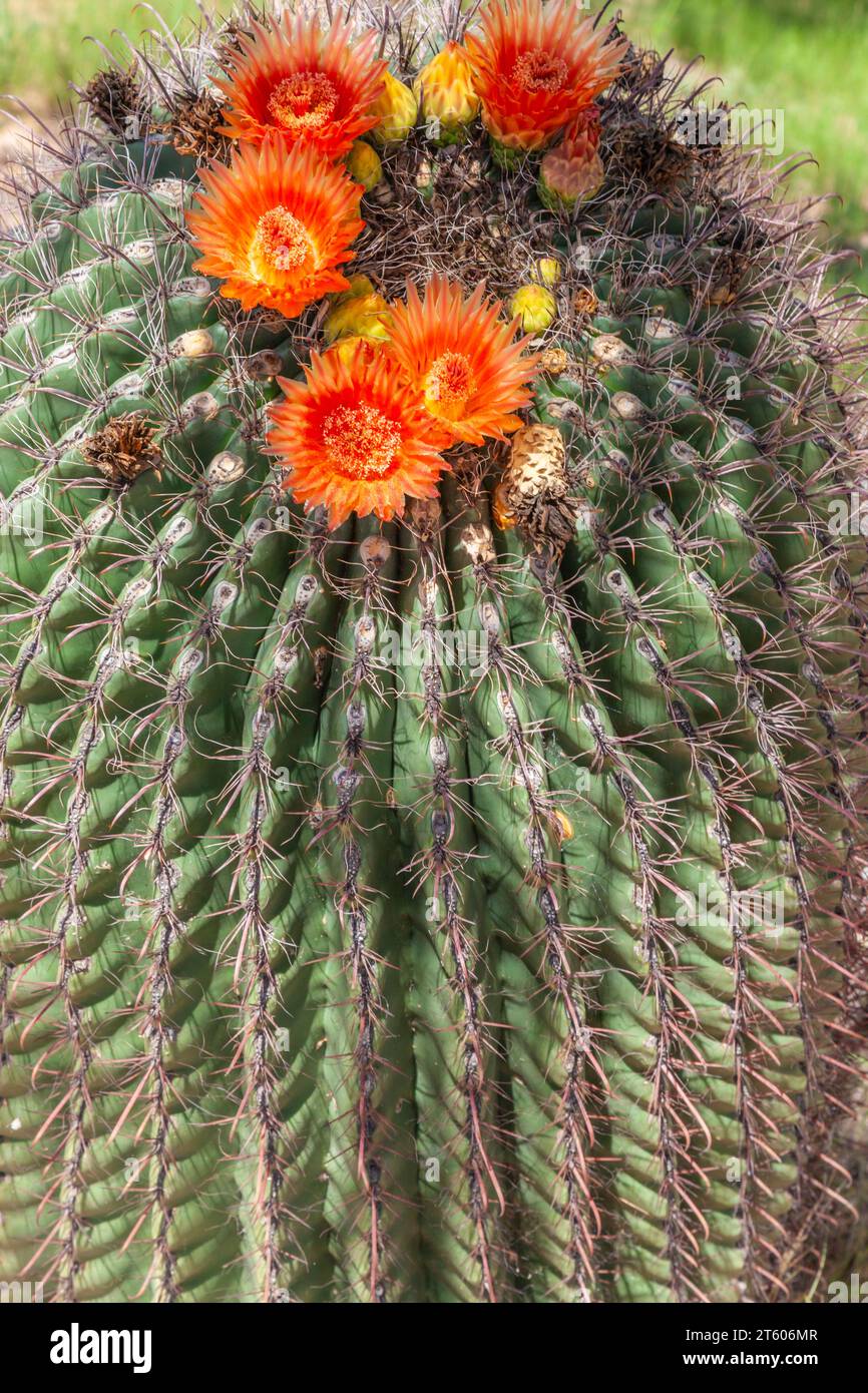Ferrocactus wislizeni -Fotos und -Bildmaterial in hoher Auflösung – Alamy