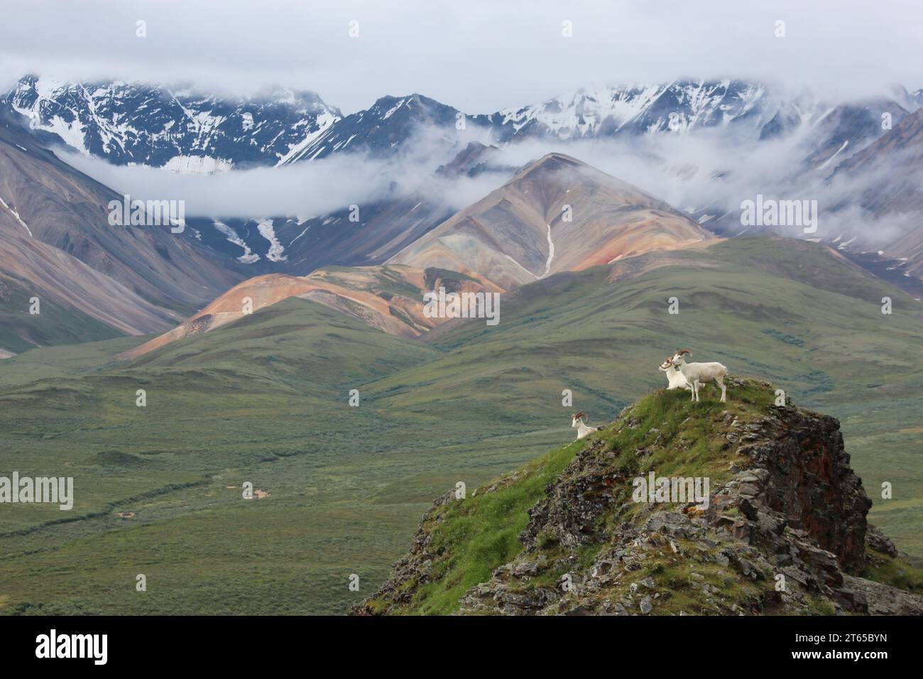 Berge im denali nationalpark -Fotos und -Bildmaterial in hoher ...