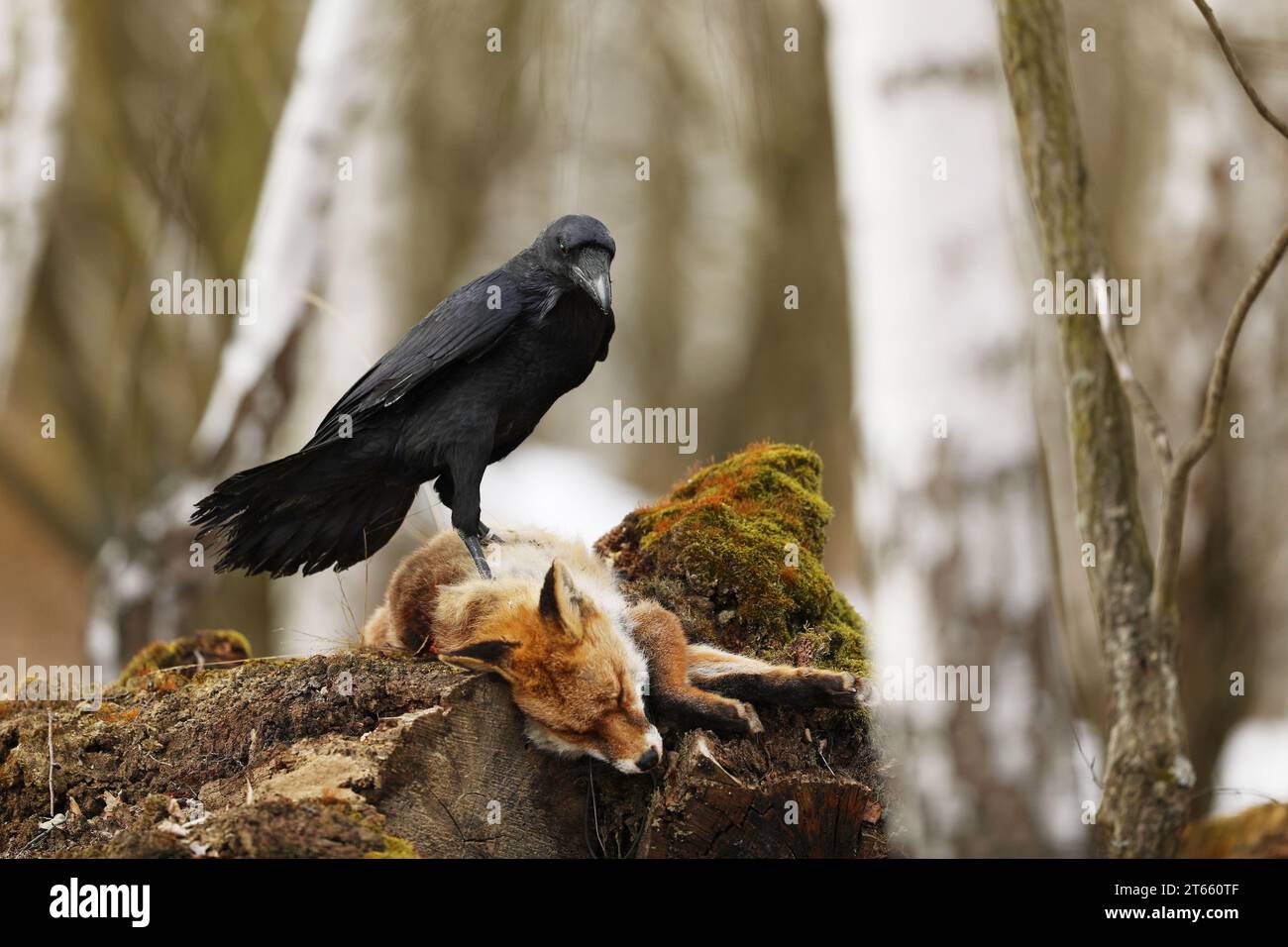 Schwarzer Rabe, corvus Corax, der sich dem toten Rotfuchs nähert, der ...