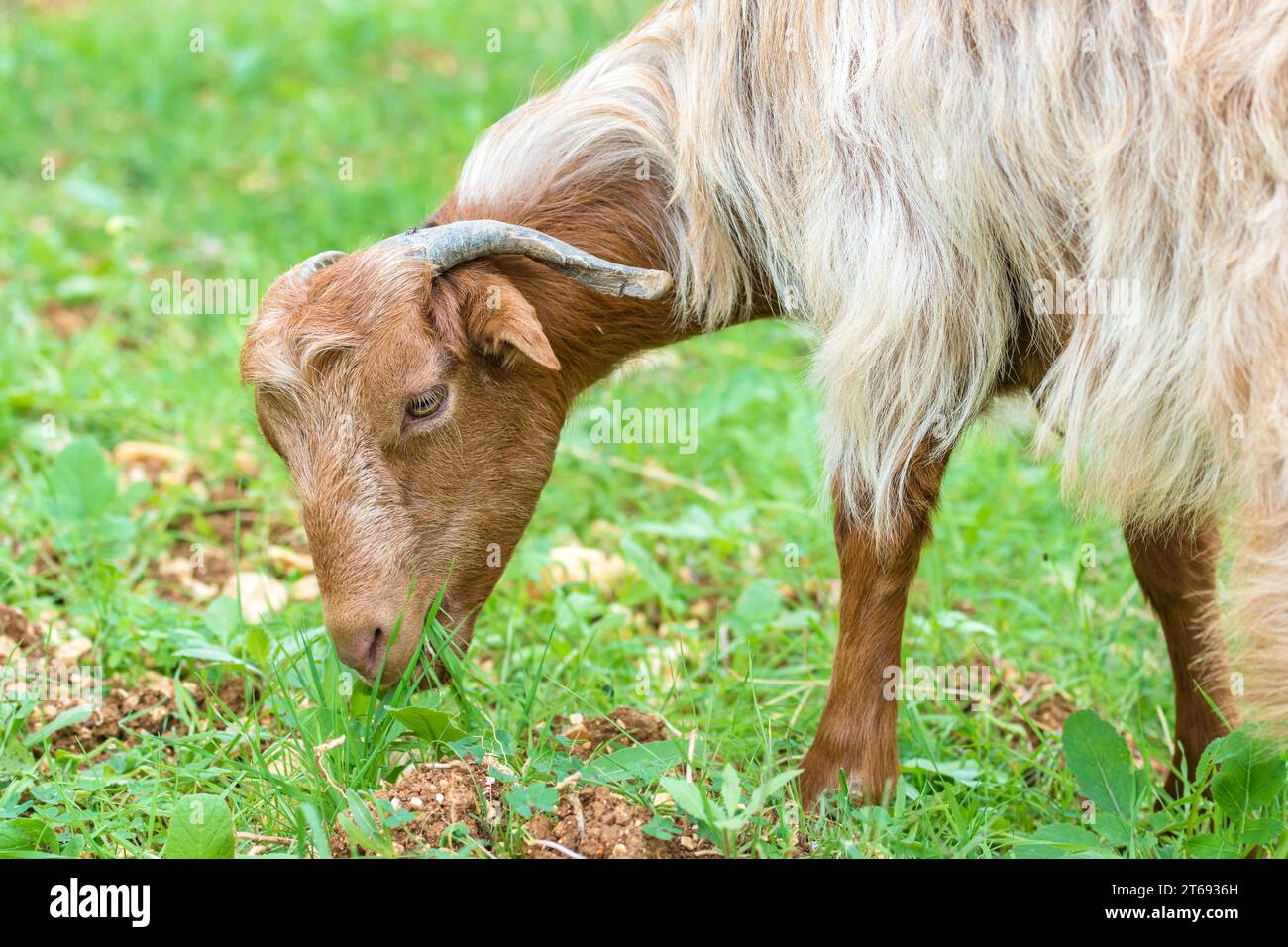 Awassi schafe -Fotos und -Bildmaterial in hoher Auflösung – Alamy