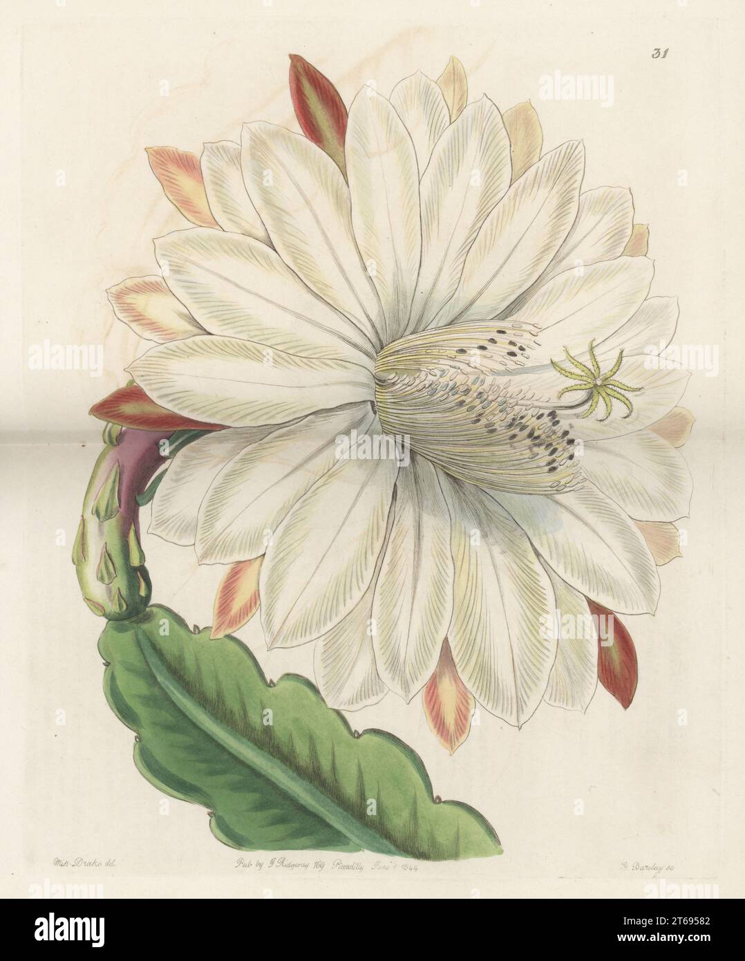 Disocactus crenatus -Fotos und -Bildmaterial in hoher Auflösung – Alamy