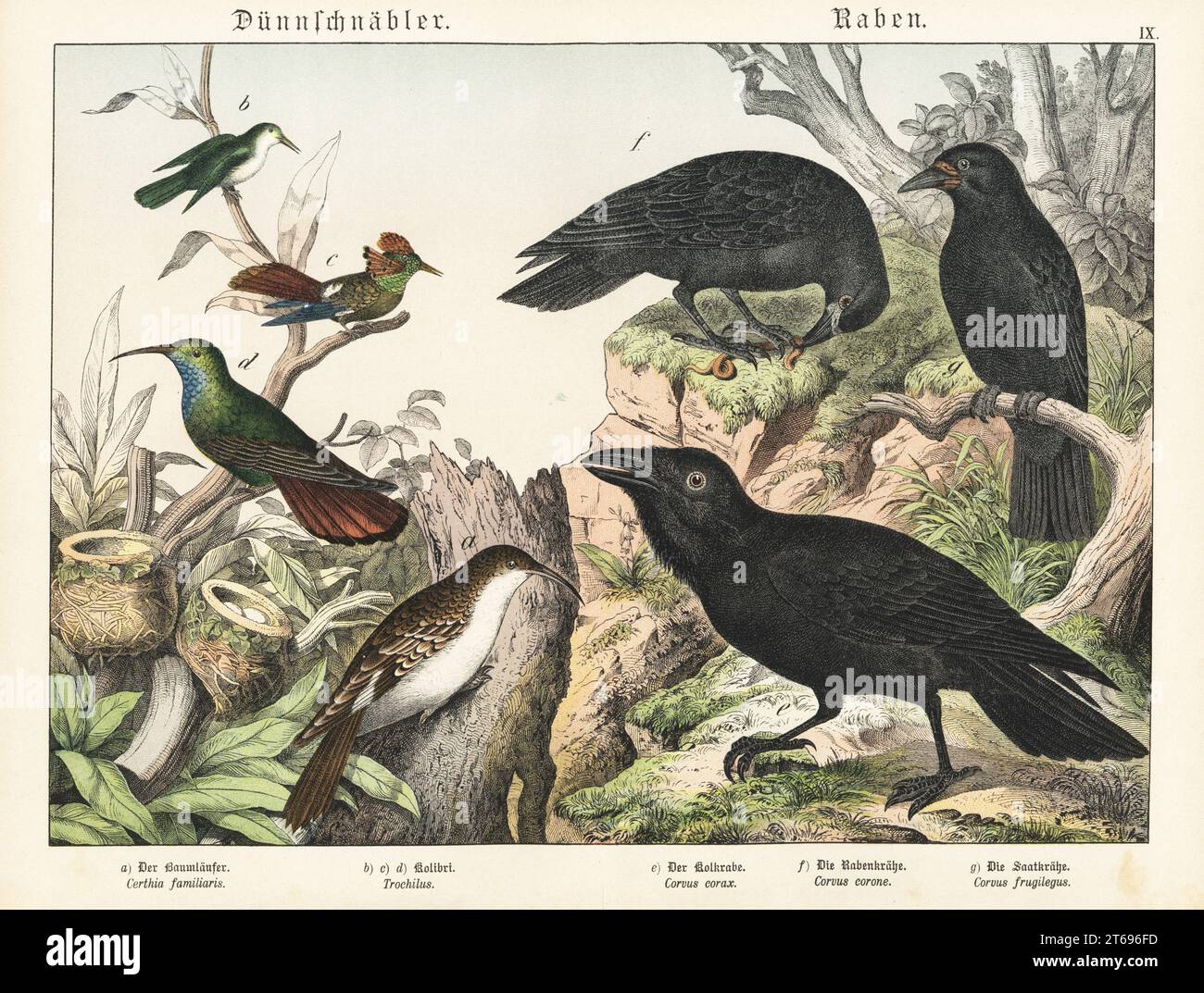Tierwelt Eines Bestimmten Gebietes