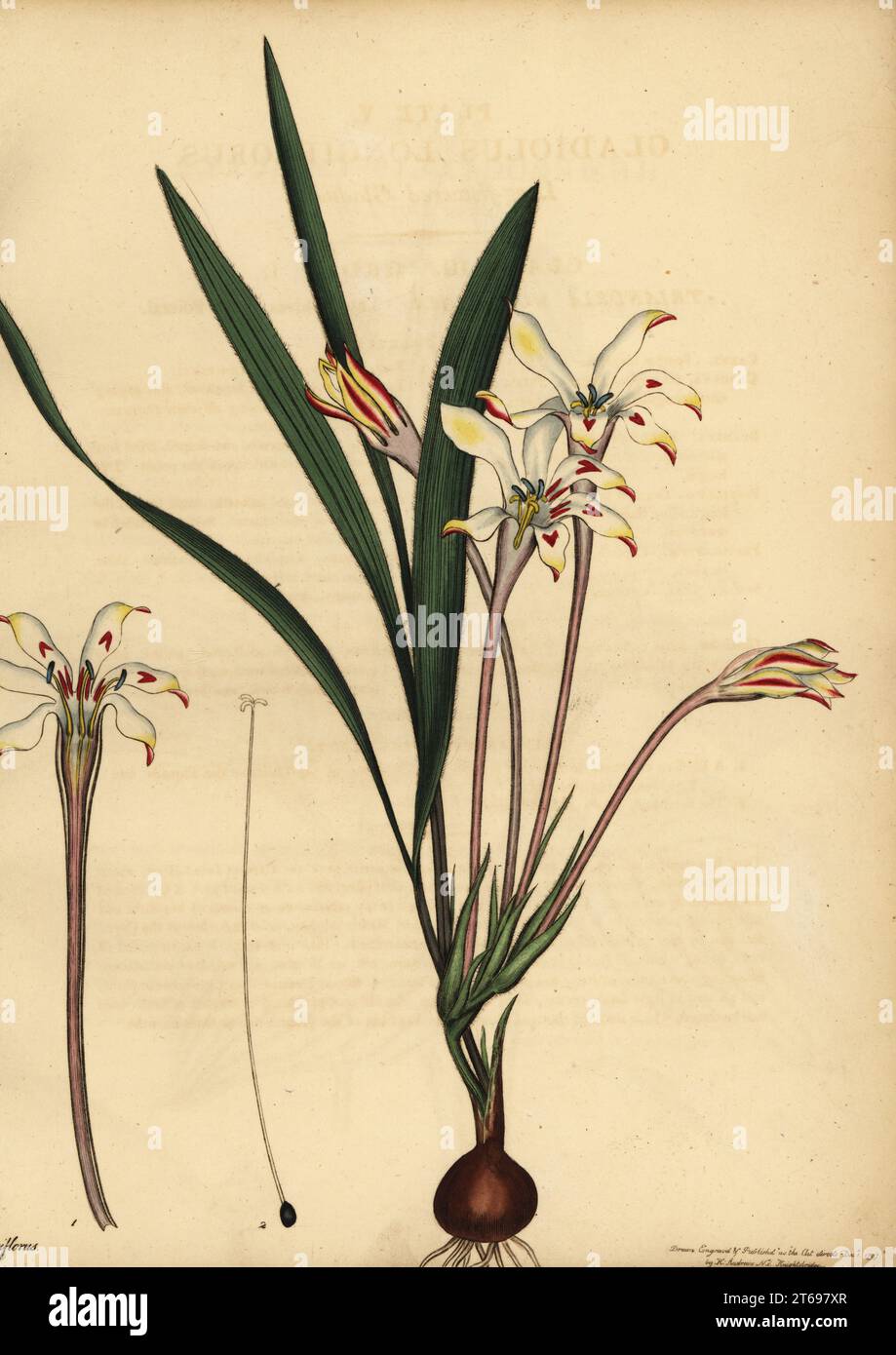 Tritonia cooperi. Langblühiger Gladiolus, Gladiolus longiflorus ...