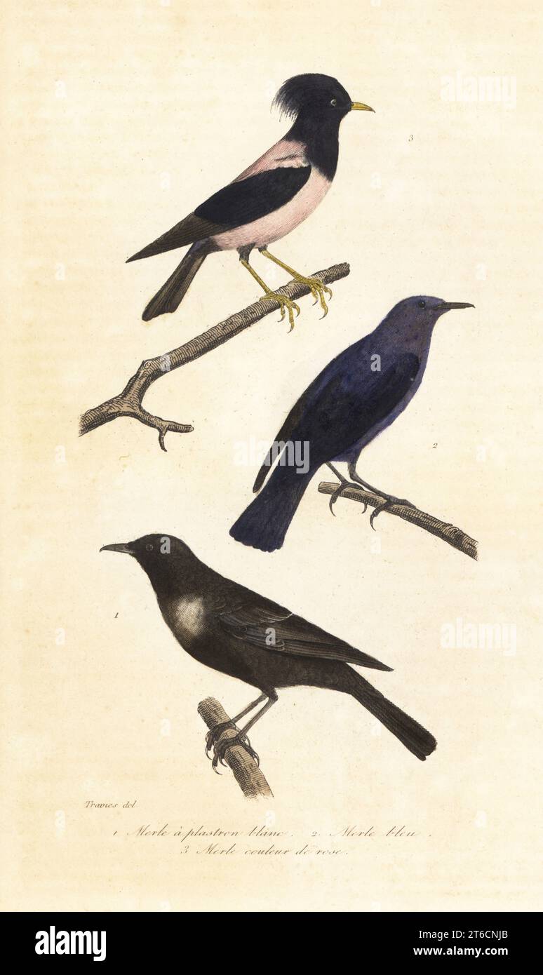 Ring Ouzel, Turdus torquatus 1, blaue Steindrossel, Monticola ...
