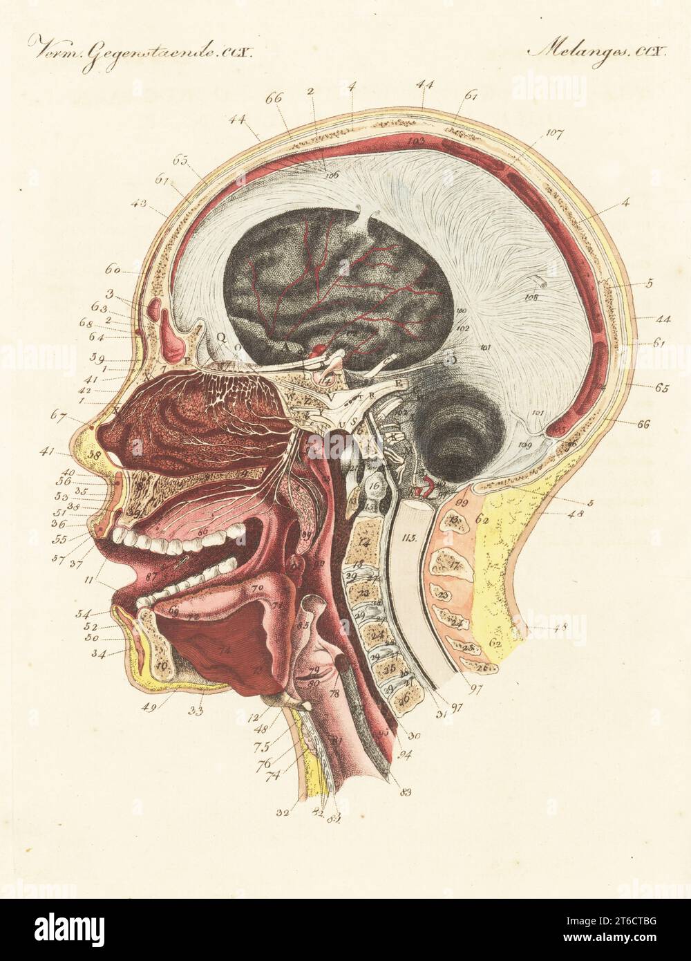 Anatomie des Geruchs- oder Geruchssinns in der menschlichen Nase ...