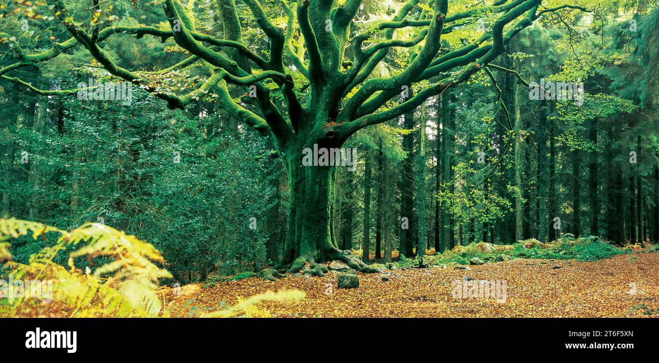 FRANKREICH. BRETAGNE. ILLE-ET-VILAINE (35) WALD VON PAIMPONT. DIE ...