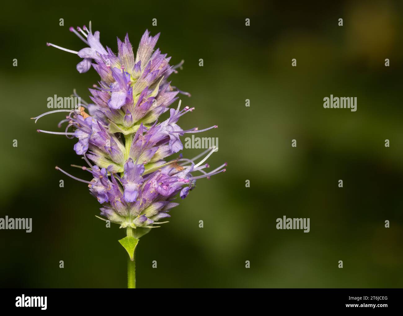 Blue giant hyssop -Fotos und -Bildmaterial in hoher Auflösung – Alamy