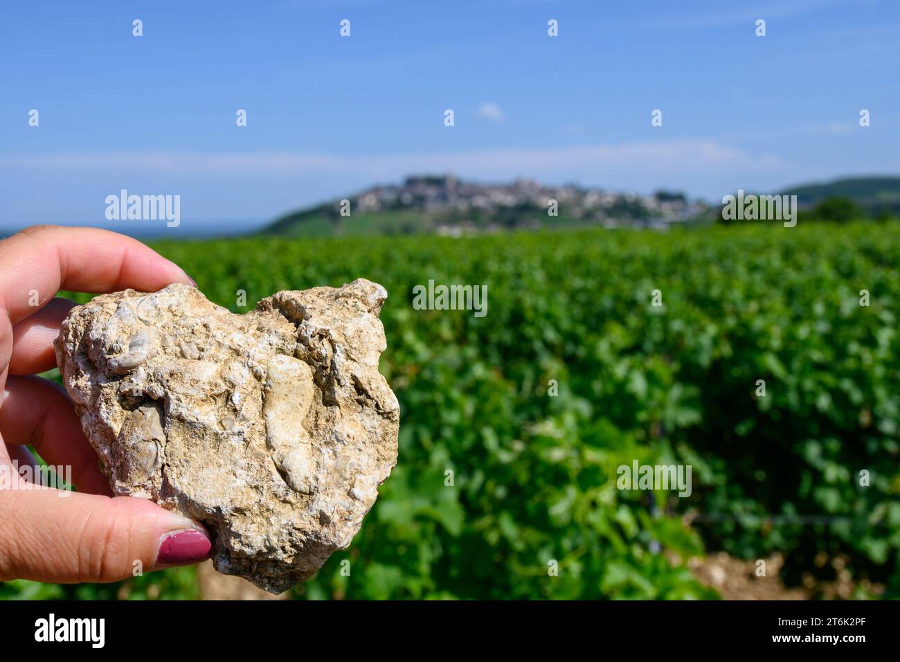 Beispiel für Caillottes Kimmerdigin Kalkstein mit Austernspuren auf ...