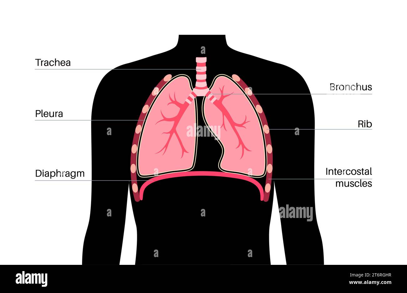 Anatomie des Atmungssystems, Abbildung Stockfotografie - Alamy