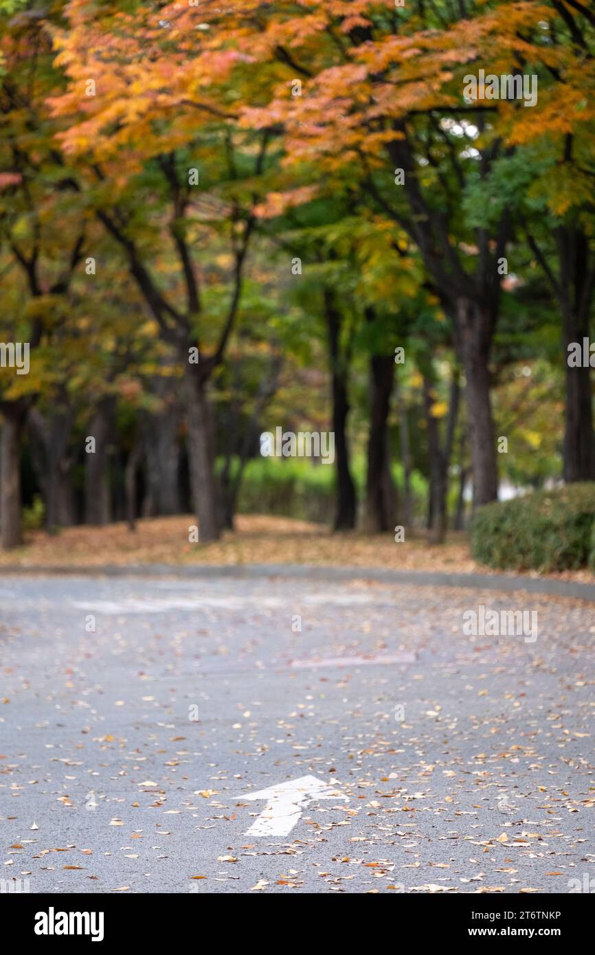 Blick auf den Radweg mit Pfeil auf dem Boden im Yeouido Park, Fußweg ...