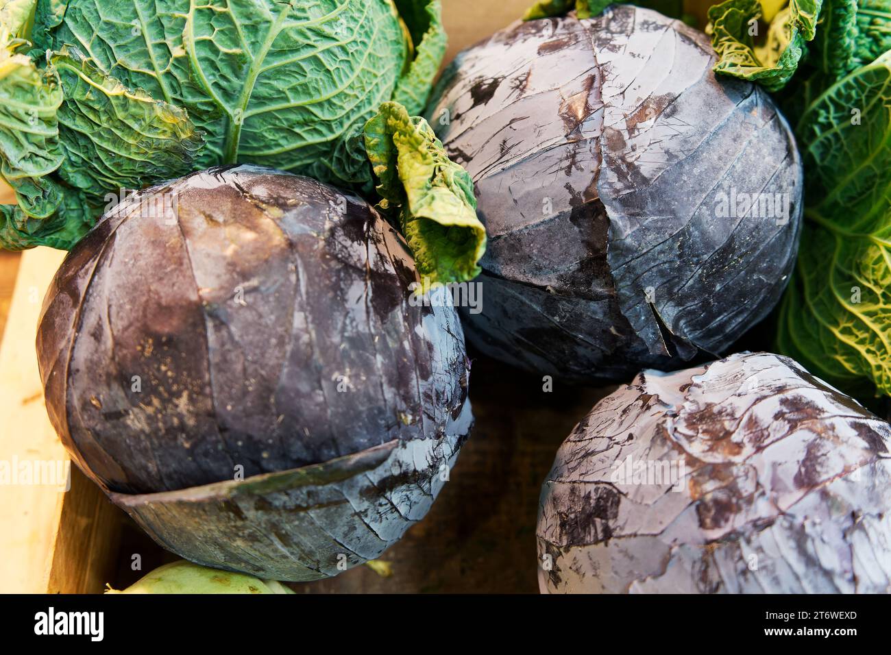 Tipos de cebolla -Fotos und -Bildmaterial in hoher Auflösung – Alamy