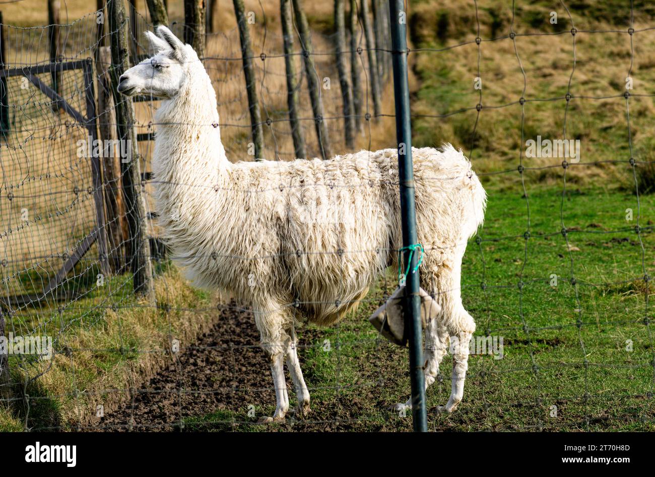 Alpaka im profil -Fotos und -Bildmaterial in hoher Auflösung – Alamy