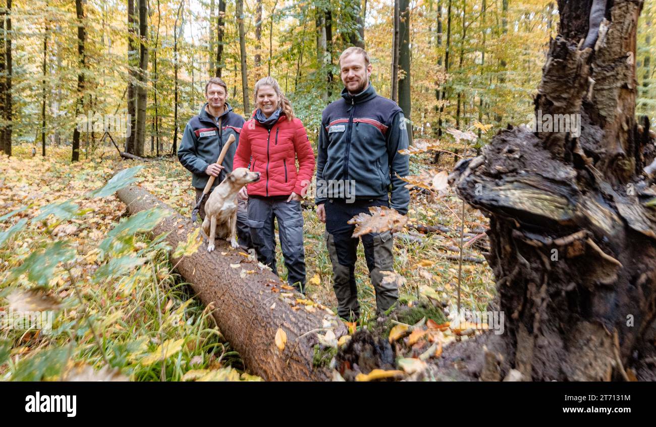 PRODUKTION - 01. November 2023, Schleswig-Holstein, Reinfeld in ...
