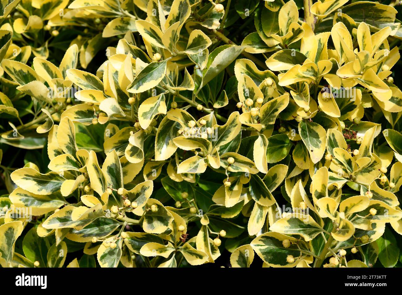 Die japanische Spindel (Euonymus japonicus) ist ein in Japan, Korea und ...