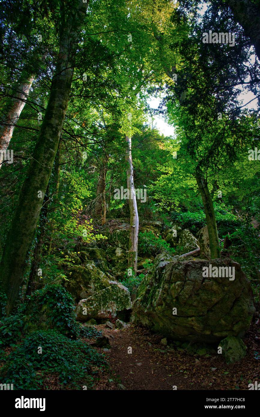 Sol forestier -Fotos und -Bildmaterial in hoher Auflösung – Alamy