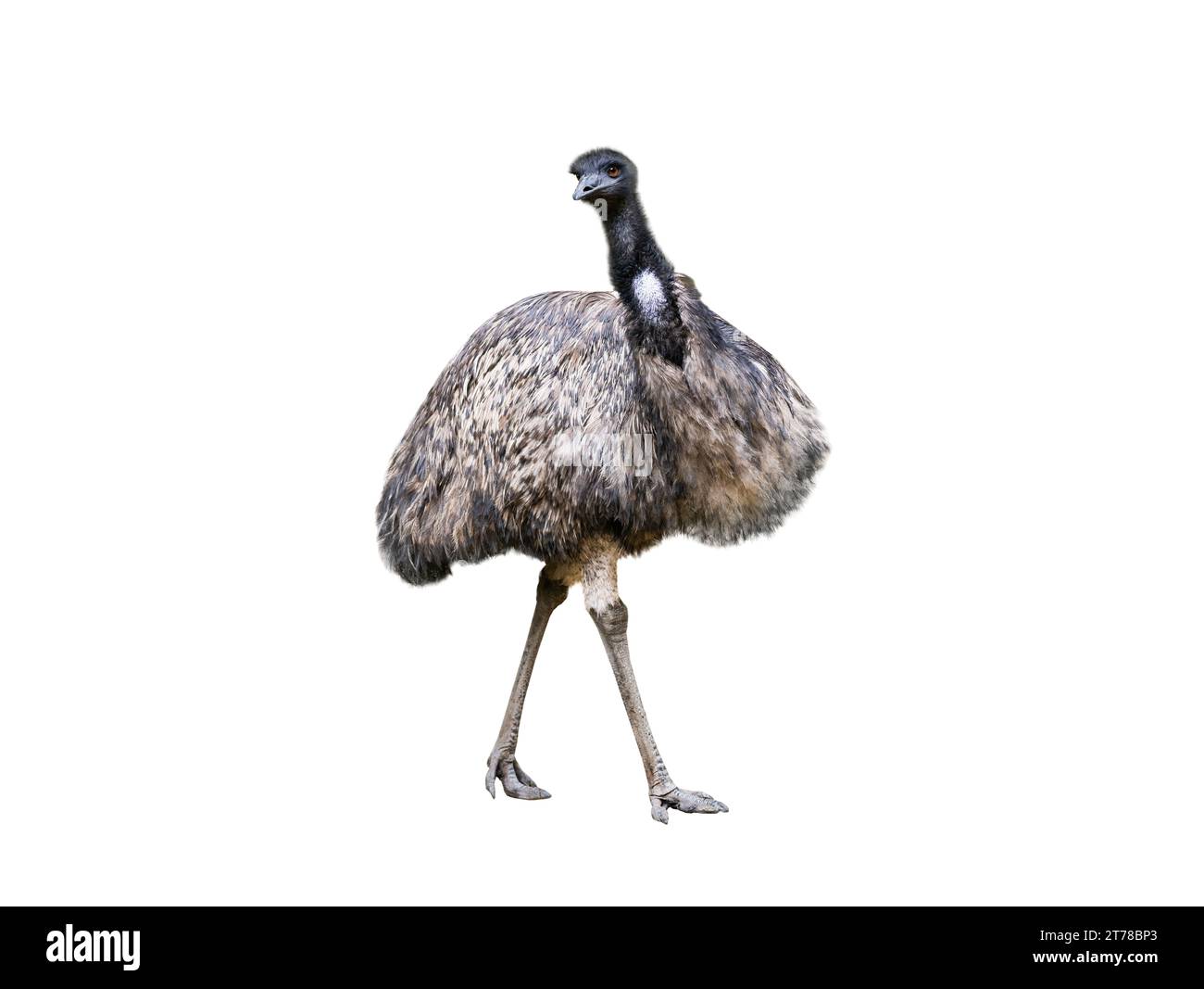 Emu augen Ausgeschnittene Stockfotos und -bilder - Alamy