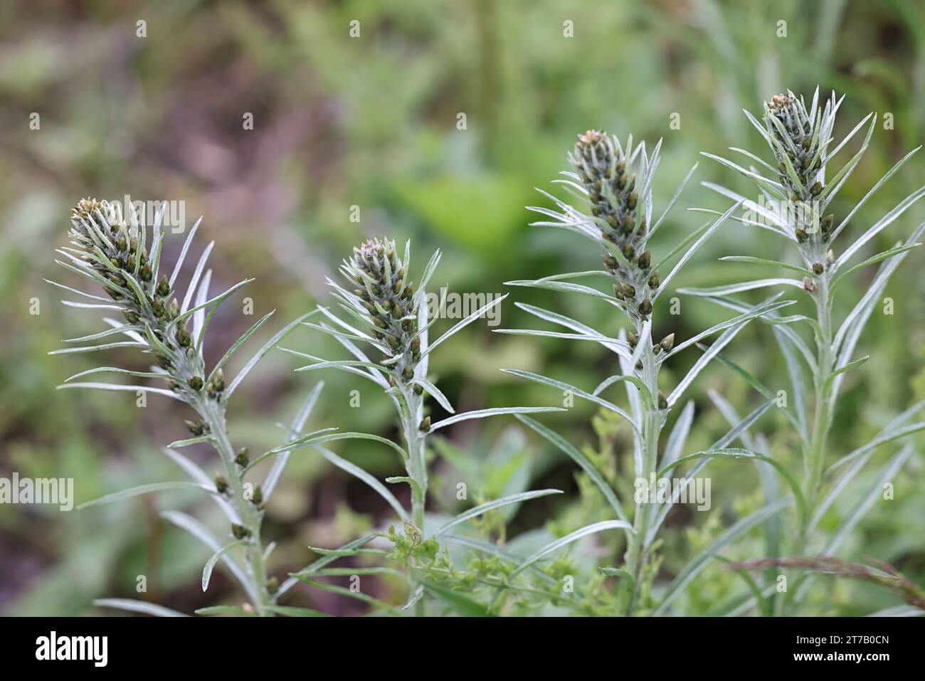 Omalotheca sylvatica -Fotos und -Bildmaterial in hoher Auflösung – Alamy