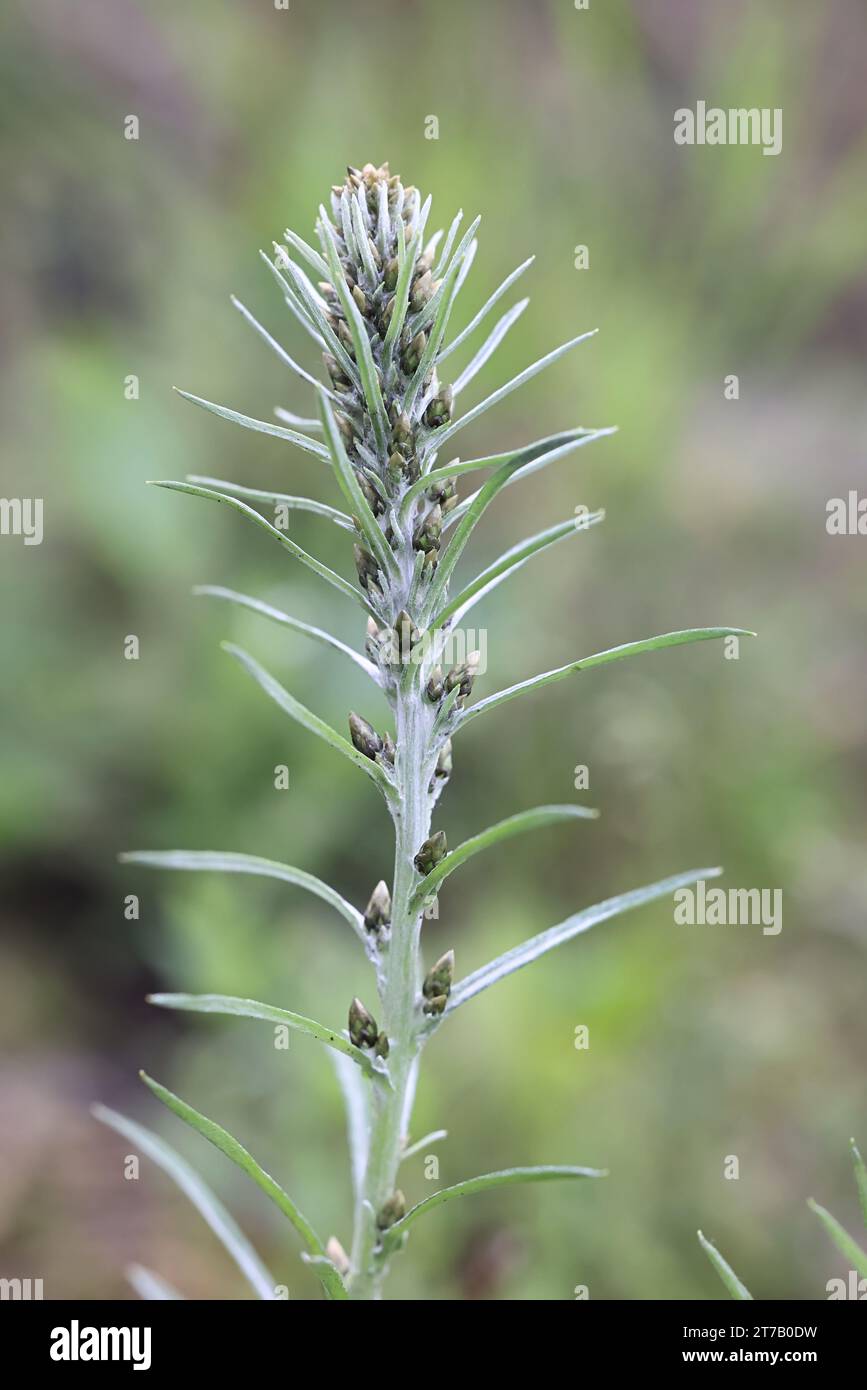 Omalotheca sylvatica -Fotos und -Bildmaterial in hoher Auflösung – Alamy